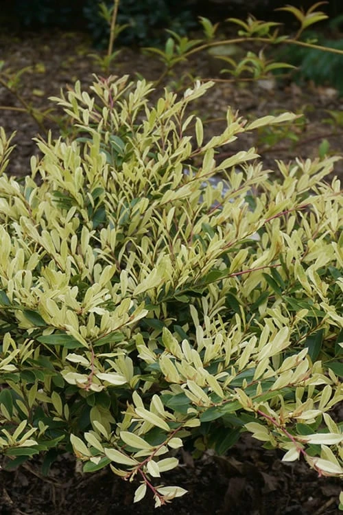 Find 2025's Affordable Spring Frost Distylium - 3 Gallon Pot Online at