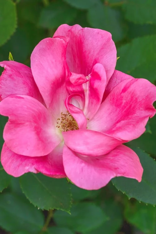 Essential Pink Knock Out Rose - 3 Gallon Pot Picks at Plant Serie Store ...