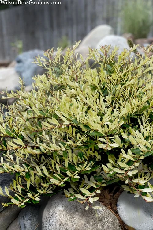 Select Your Ideal Style: Spring Frost Distylium - 1 Gallon Pot ...